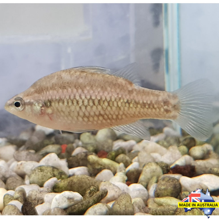 Pygmy Perch - The Pond Shop