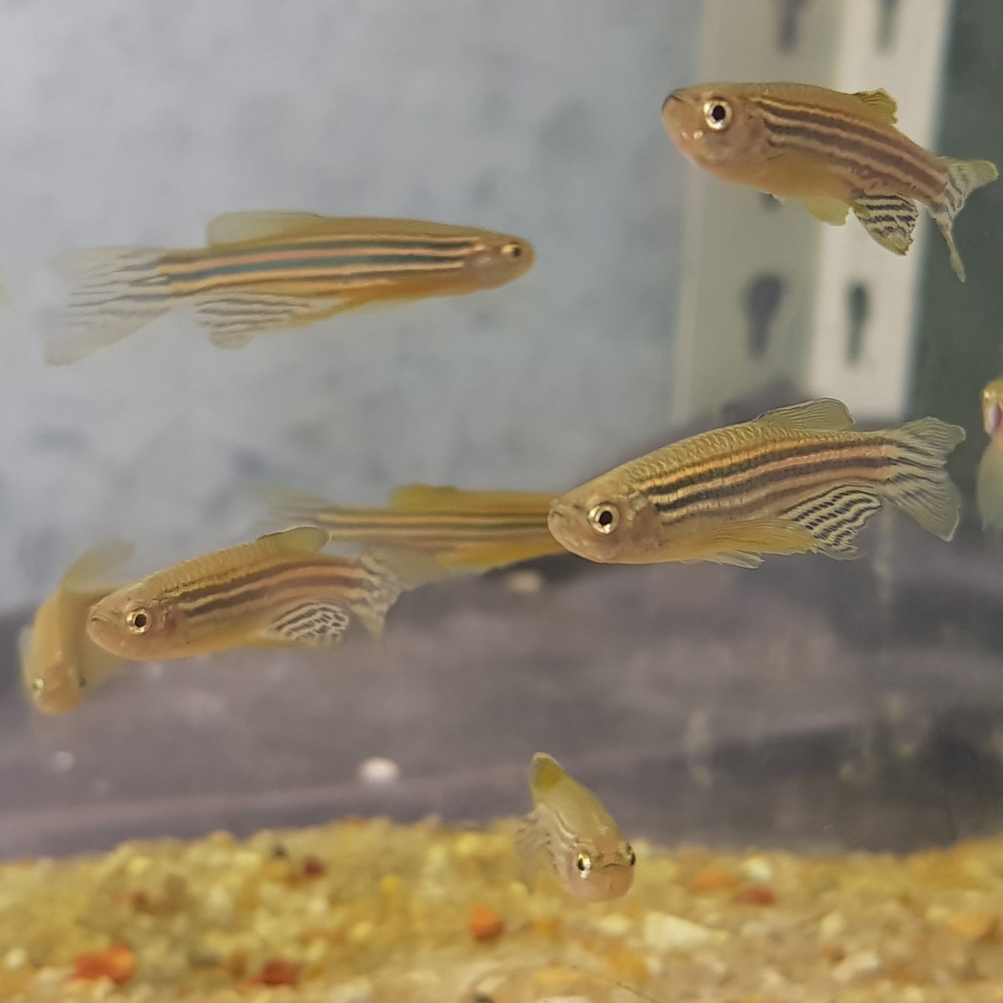 Zebra Freshwater Fish
