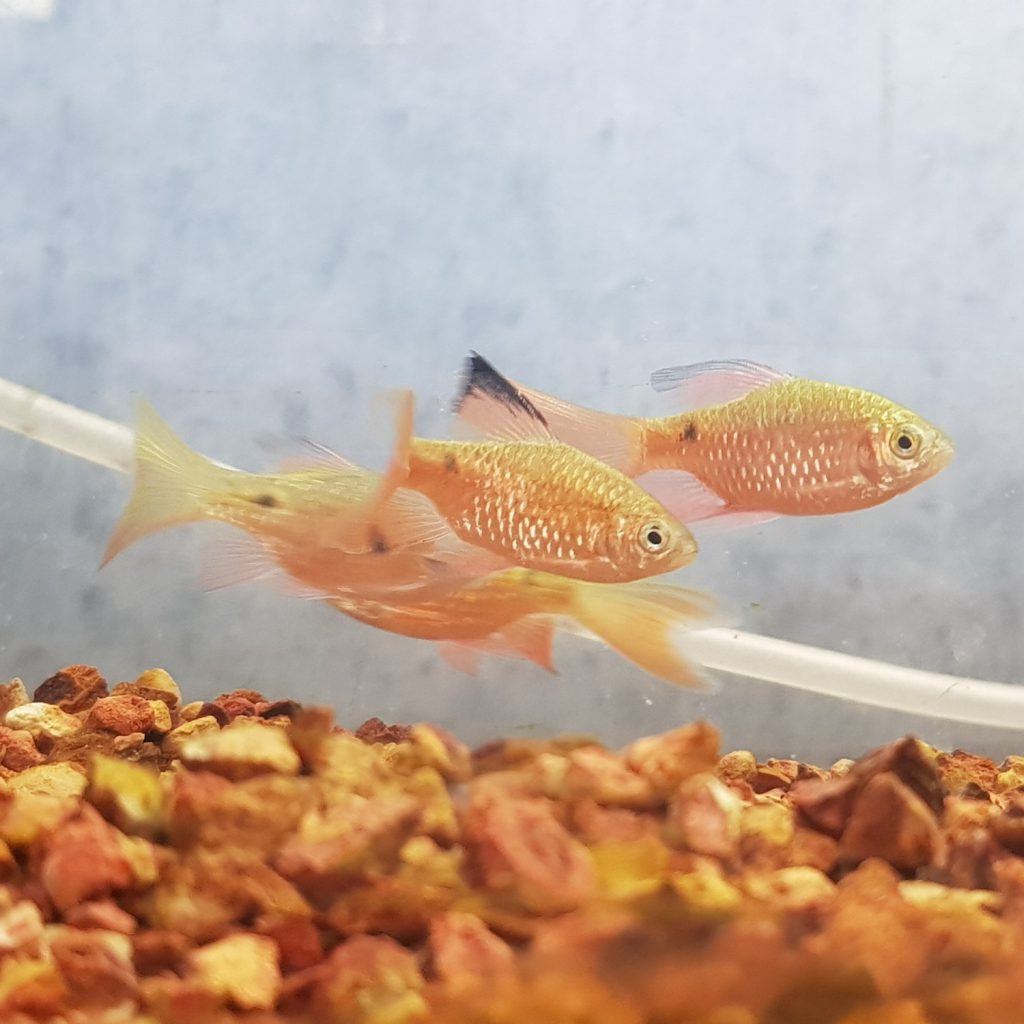 Rosy Barbs - The Pond Shop