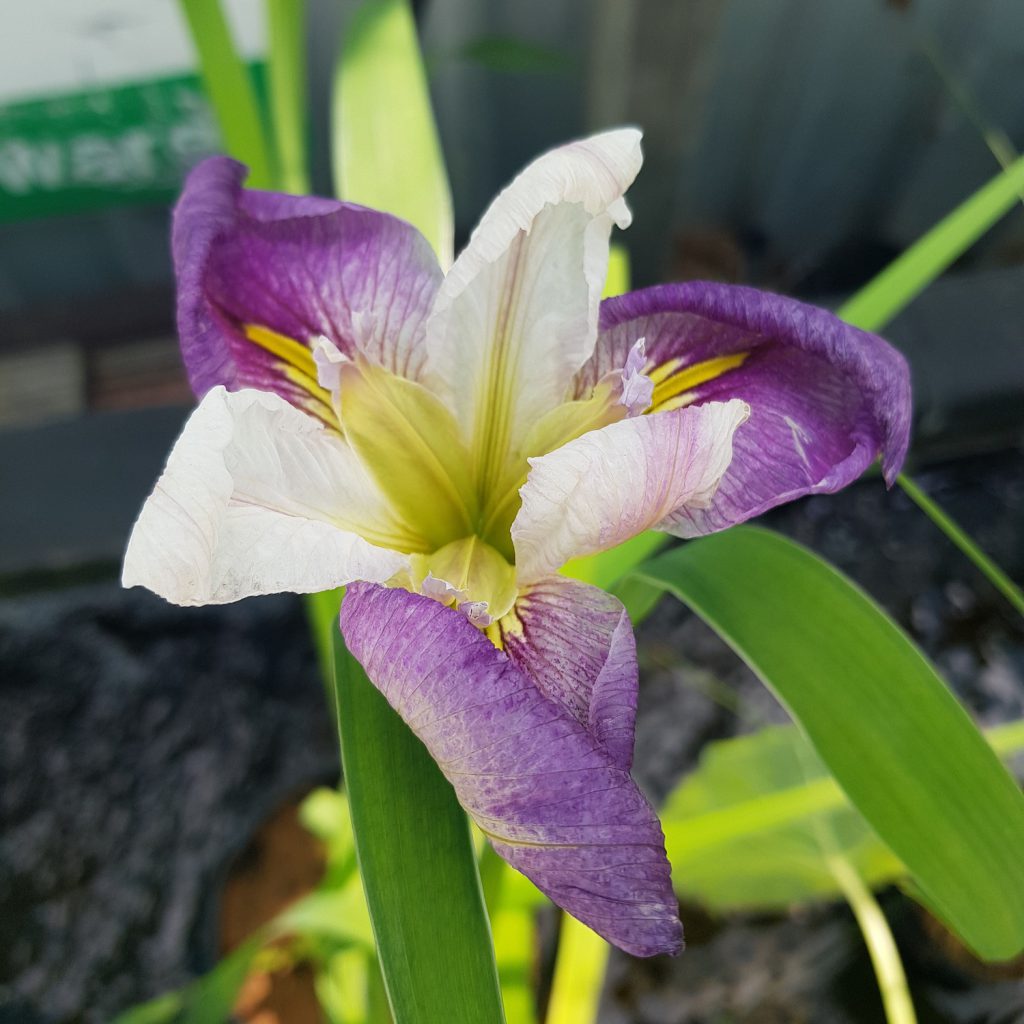 Water Iris - The Pond Shop