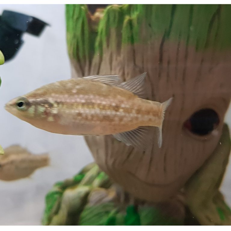 Pygmy Perch - The Pond Shop