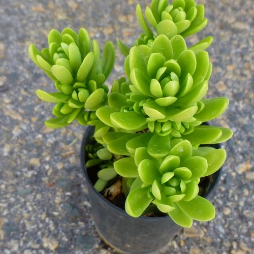 Sedum sp. - The Pond Shop