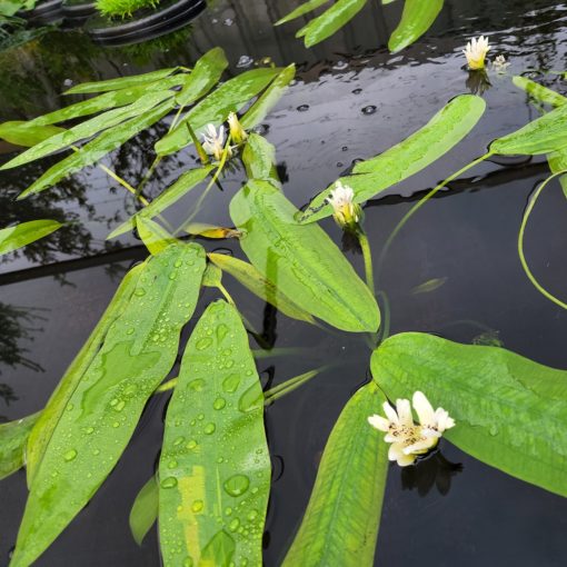 Water Hawthorn Lily - The Pond Shop