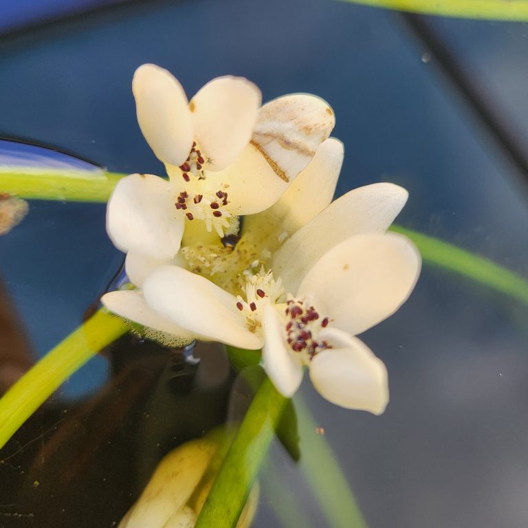 Water Hawthorn Lily - 20cm Pot - The Pond Shop