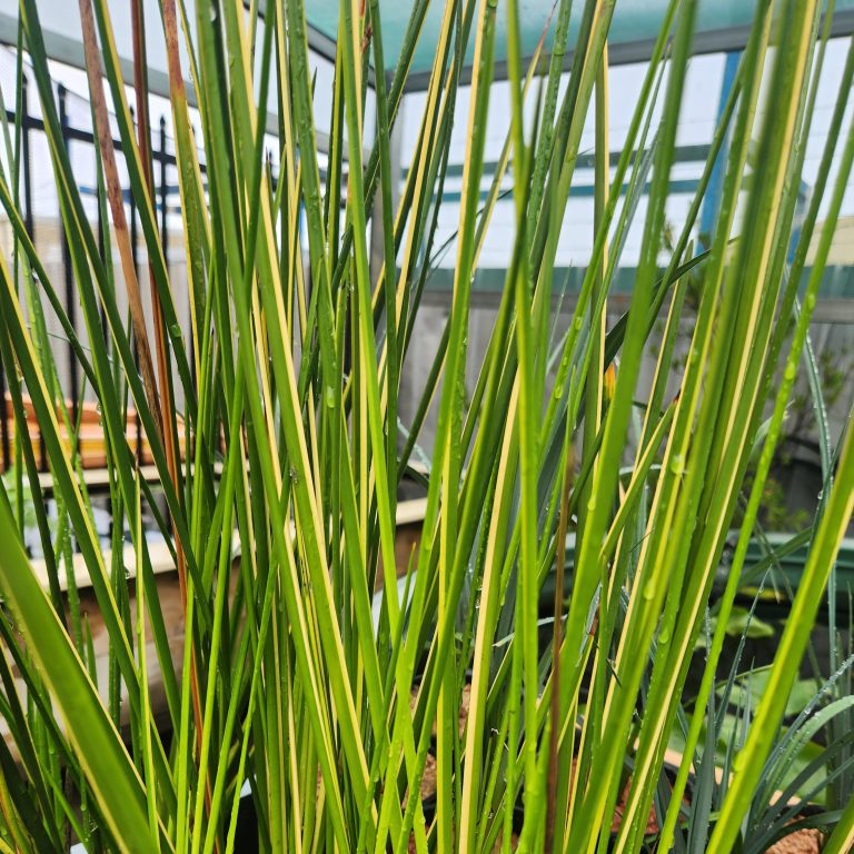 Variegated Rush - The Pond Shop